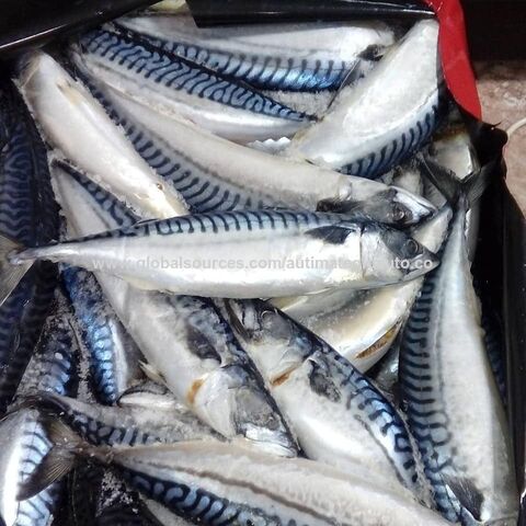 Buy Wholesale South Africa Cheap Frozen Whole Round Mackerel Wholesale ...