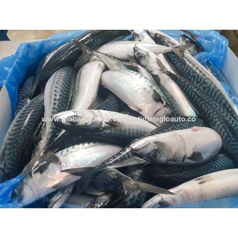 Buy Wholesale South Africa Cheap Frozen Whole Round Mackerel Wholesale ...