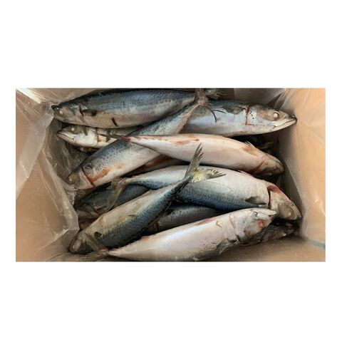 Buy Wholesale Canada Hot Sale Seafood Frozen Pacific Mackerel Fish ...