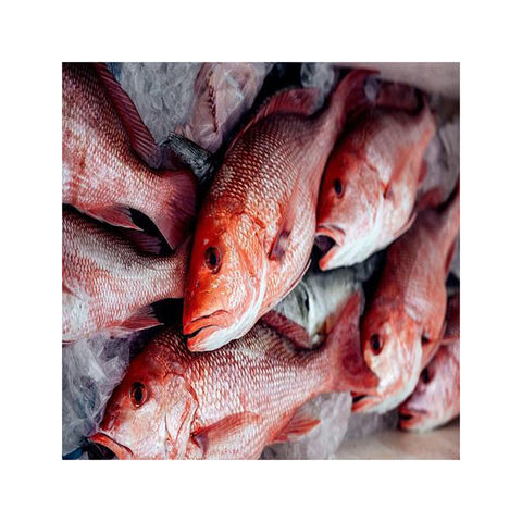Buy Wholesale United States First Quality White Red Snapper Fish Food ...