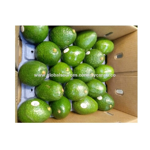 Buy Wholesale Canada Hot Sale Hass Mexican Premium Distributors ...