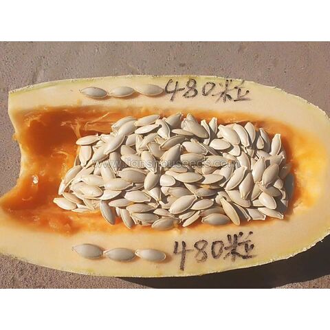 Sl01 Slender Seeded Squash Variety With High Disease Resistance, Squash ...