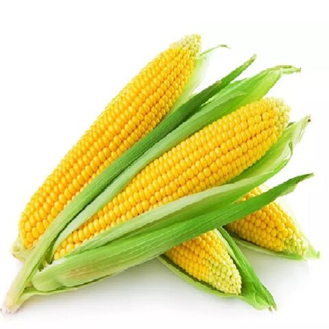 Buy Wholesale Canada Corn Maize For Human And Animal Organic White And ...