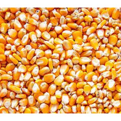 Buy Wholesale United Kingdom Maize Dried Ad Process Vegetable Freeze ...