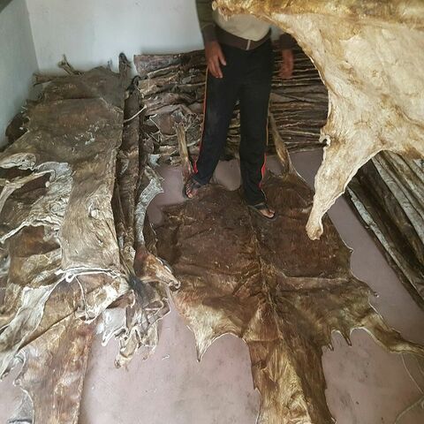 Buy Wholesale Canada Import Animal Hides(wet And Dry Salted Cow Hide ...