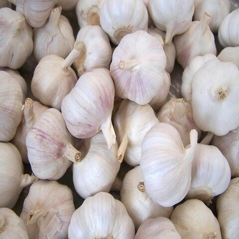 Buy Wholesale France Fresh Garlic In Bulk Normal White For Wholesale ...