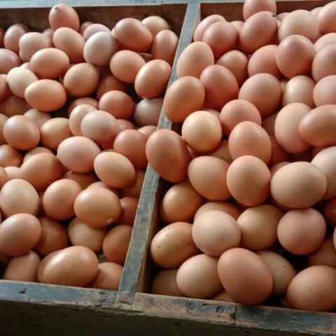 Buy Wholesale United States Super Quality Fresh Chicken Table Eggs For ...