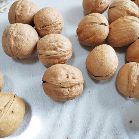 Buy Wholesale China Wholesale 33 Walnuts In Shell For Expo & Walnut at ...