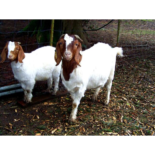 Boer Goats Full Blood Boer Goat Healthy Pregnant And Non-pregnant Boer ...