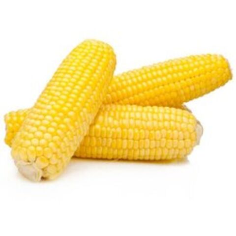 Buy Wholesale Belgium White Corn Non-gmo (white Maize), White Corn ...