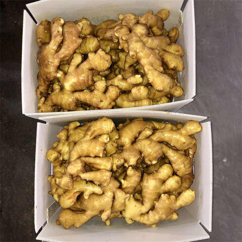 Fresh Ginger 150g Packing In 5kg 6kg 7kg 8kg Pvc Box - China Wholesale ...
