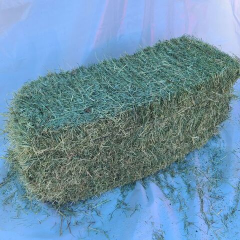Buy Wholesale United States Alfalfa Hay At Very Cheap Price / Quality ...