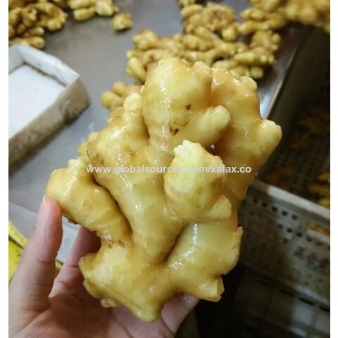 Buy Wholesale Netherlands Ginger Fresh Ginger Export High Quality New ...