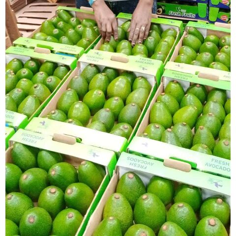 High Quality Cheap Price For Export Fresh Avocado From Kenya Verified ...
