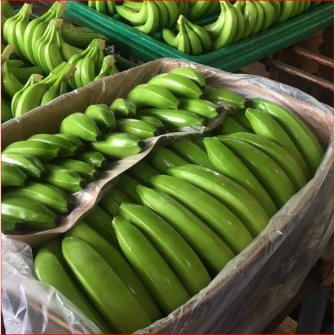 Buy Wholesale Belgium Crop Green Tropical Banana Oem Style Organic ...