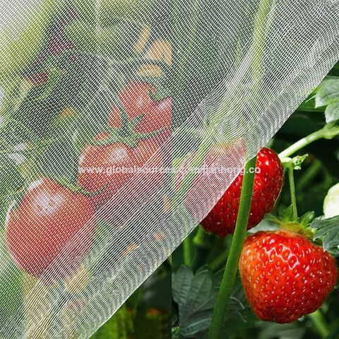 Buy Wholesale China Agriculture Anti Insect Net For Plants Fruit ...