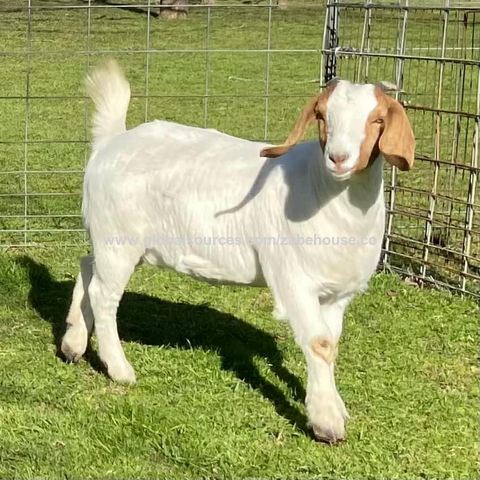 Buy Wholesale Canada Live Boer Goats, Saanen Goats For Sale/ Alive Boer Goat Alpine For ...