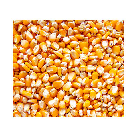 Agricultural Product Bulk Grain Yellow Dry Corn Kernal Dried Maize Dry ...