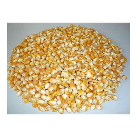 Buy Wholesale United States Wholesale Yellow Corn/ Yellow Corn For ...