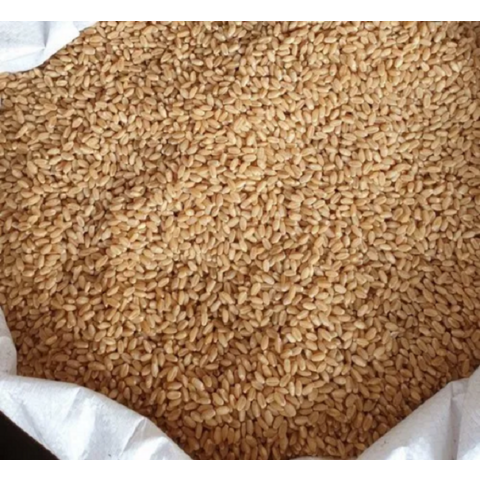 Buy Wholesale Canada High In Nutrients And Fiber Natural Wheat Grain ...