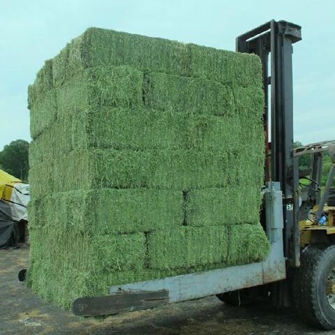 Fresh Alfafa Hay For Animal Feeding /stuff Alfalfa Hay/alfalfa Hay ...