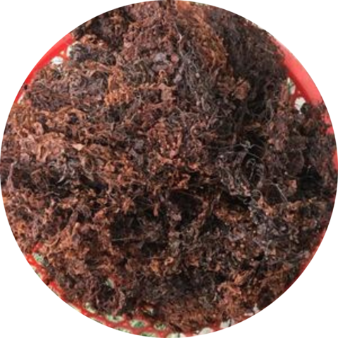 Buy Wholesale Vietnam Vietnam Dried Sargassum Seaweed From Natural ...