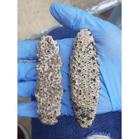 Sea Cucumber Of The Species Isostichopus Badionotus, Obtained Through ...