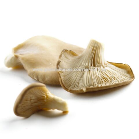 Buy Wholesale Canada Magicc Mushroom Strain Guide & Psilocybe ...