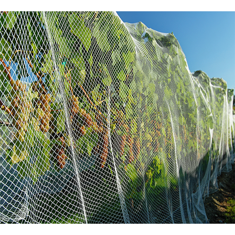 Greenhouse Net Agriculture Polyethylene Insect Mesh Net For Trees ...