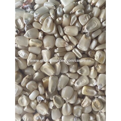 Buy Wholesale Thailand Best Quality 1 Yellow Corn & White Corn/maize ...