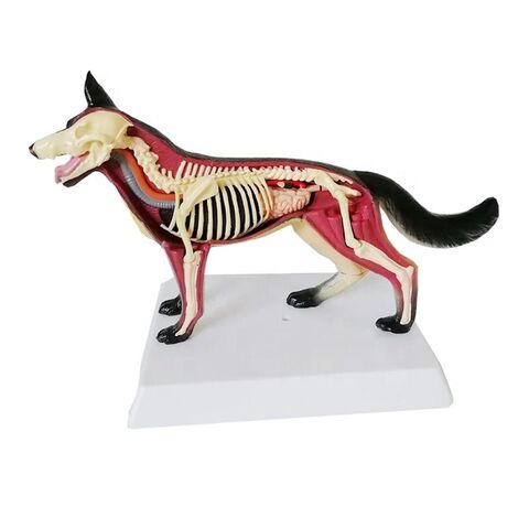 Dog Anatomical Model, Internal Organs Can Be Disassembled For Teaching ...