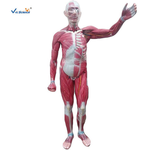 Bulk Buy China Wholesale Whole Muscles Anatomy Model Human Muscles ...