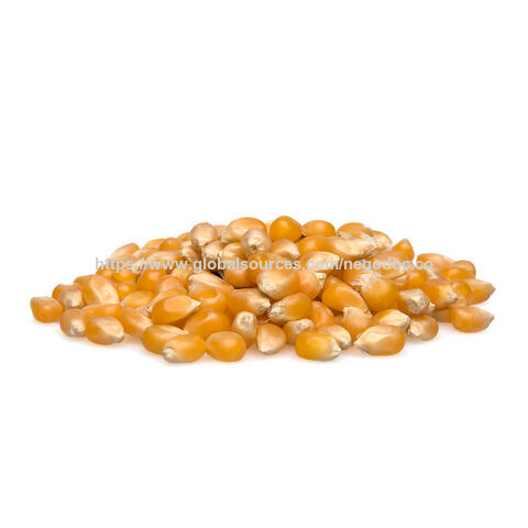 Buy Wholesale France Bulk Grain White Dry Corn Dried Maize Dry White ...