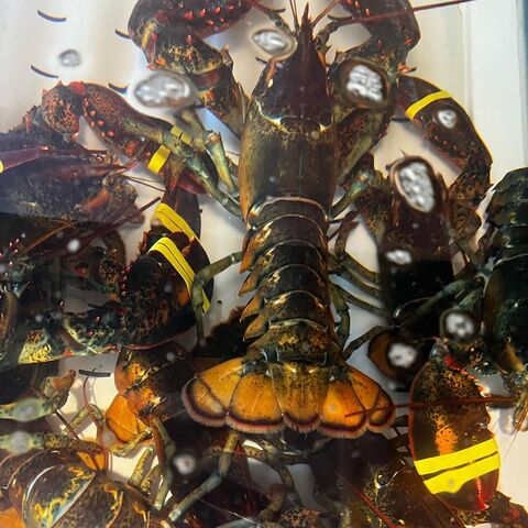 Buy Wholesale South Africa Fresh Live Lobster | Wholesale Live Canadian ...