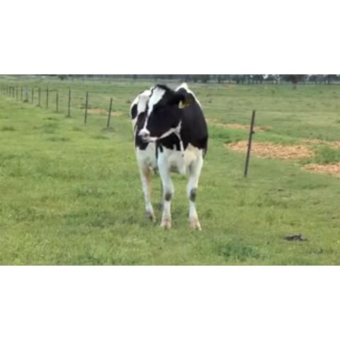 Buy Wholesale Canada Boer Goats Full Blood Boer Goat Healthy Pregnant ...