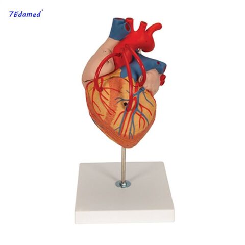 Model Of Human Heart Dissection In Medical Laboratory - Explore China ...