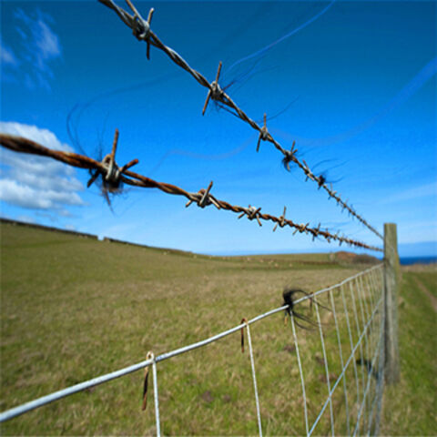 Buy Wholesale China Anti-rust Electric Galvanized Barbed Wire For Grass ...