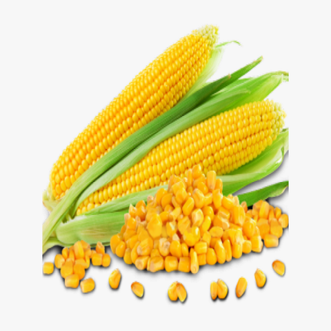 Bulk Buy Germany Wholesale Buy Dried Yellow Corn Online/ Dry Corn / Buy ...