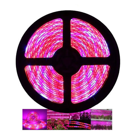 Factory Direct High Quality China Wholesale High Quality Led 5050 Plant ...