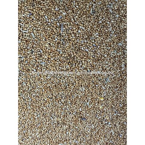 Buy Wholesale Canada Wholesale Organic Yellow Millet Factory Price ...