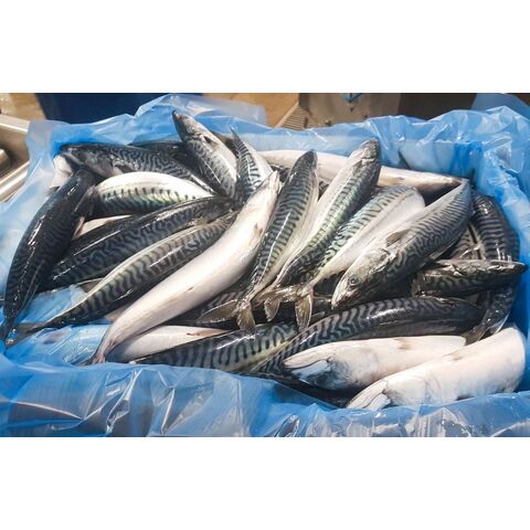 Bulk Buy Thailand Wholesale Wholesale Frozen Mackerel Fish For Sale In ...