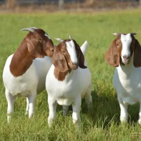 Factory Direct High Quality United States Wholesale 100% Full Blood ...