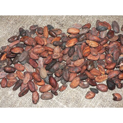 High Quality Organic Raw Cocoa Beans With Oem Services 24 Months Shelf ...