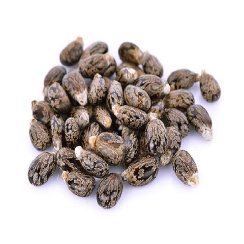 100% Organic & Pure Castor Seed From Brazil - United Kingdom Wholesale ...
