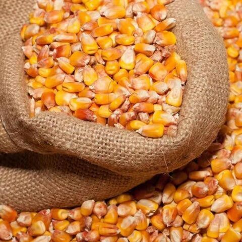 Wholesale Price Yellow Corn & White Corn Maize Non Gmo For Human Consumption / Yellow Corn ...