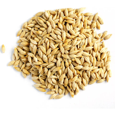 Bulk Buy United States Wholesale Barley Grain Hulled In Stock For Sale ...