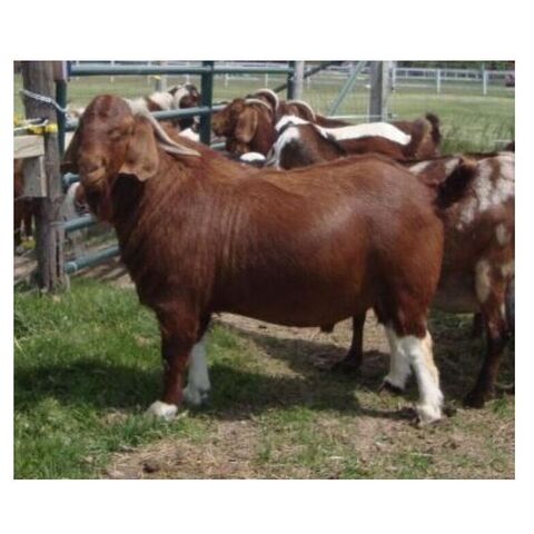 Supplier Wholesale Price 100% Full Blood Alive Boer Goats/ Alive Boer Goat Alpine/100% Blood ...