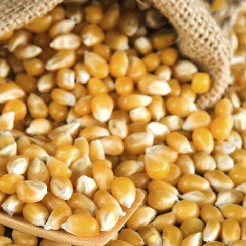 Bulk Buy Canada Wholesale Cheap Price Bulk Dried Corn Animal Feed ...