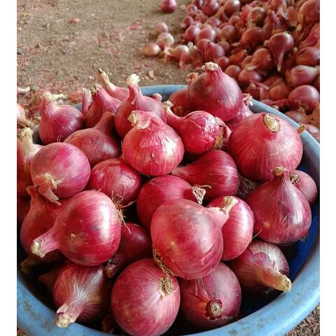 Bulk Buy United States Wholesale Hot Selling Red Onion Wholesale Fresh ...