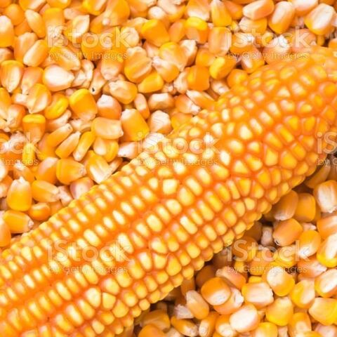 2024 Crop Year Dried Yellow Corn Animal Feed + Cheap Wholesale Price ...